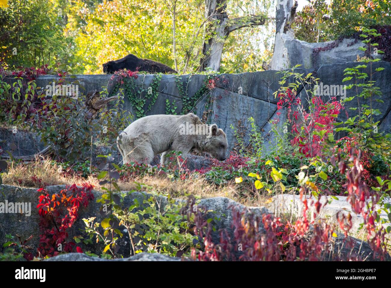 Zoo enclosure grizzly bear hi-res stock photography and images - Alamy
