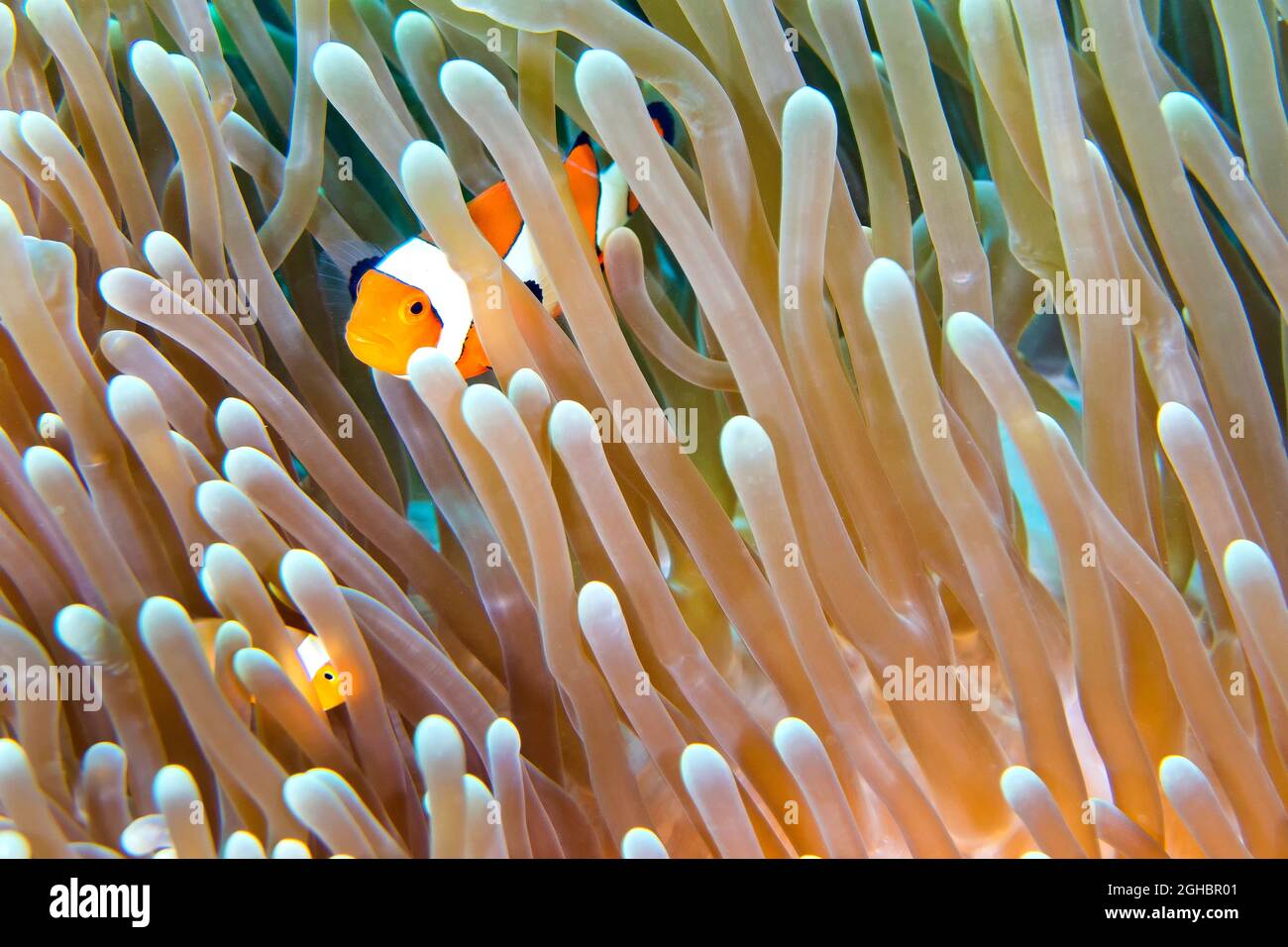 Western Clownfish, Amphiprion ocellaris, Clownfish, Anemonefish ...