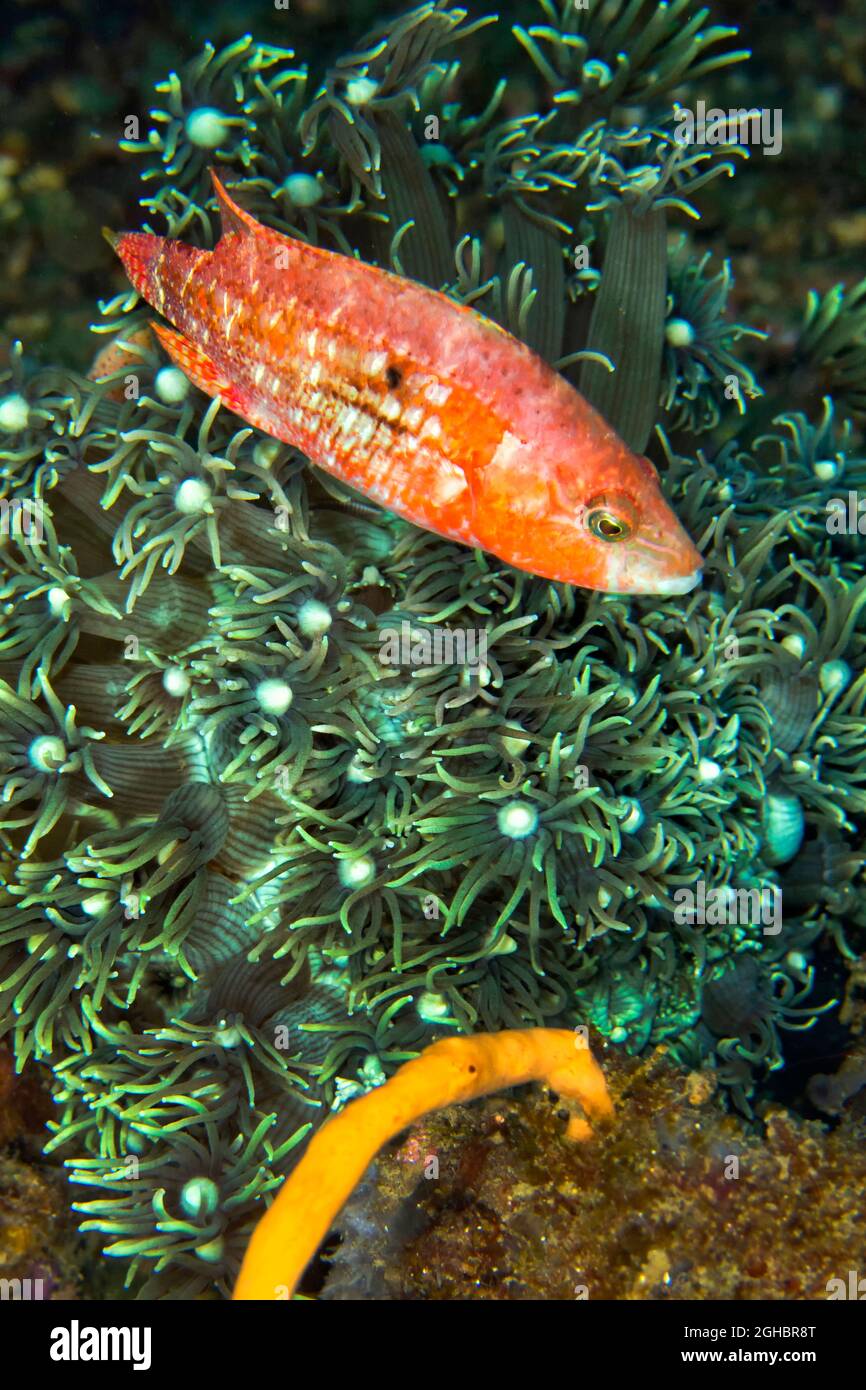 Wrasse, Labridae, Lembeh, North Sulawesi, Indonesia, Asia Stock Photo ...
