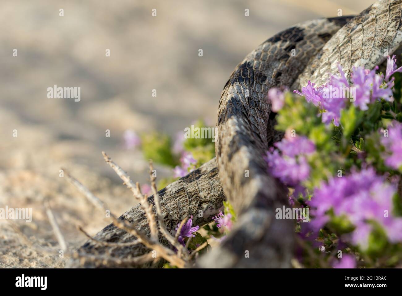Detail of European Cat Snake, or Soosan Snake, Telescopus fallax, on ...