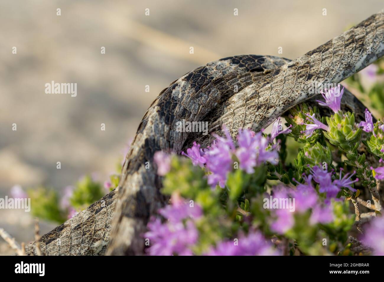 Detail of European Cat Snake, or Soosan Snake, Telescopus fallax, on ...
