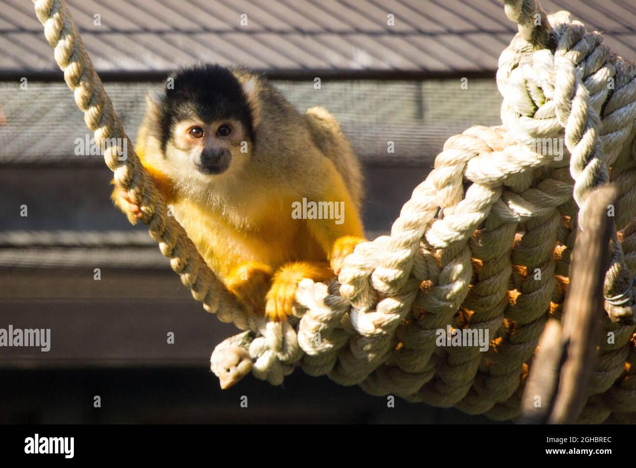 Monkey on hammock hi-res stock photography and images - Alamy