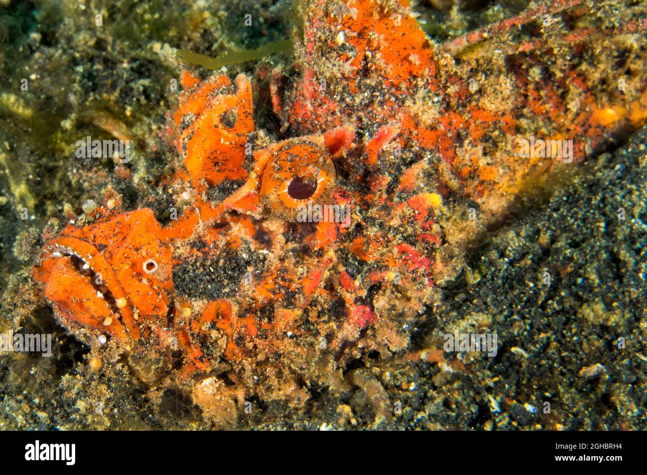Devil Stinger, Spiny Devilfish, Inimicus didactylus, Lembeh, North ...