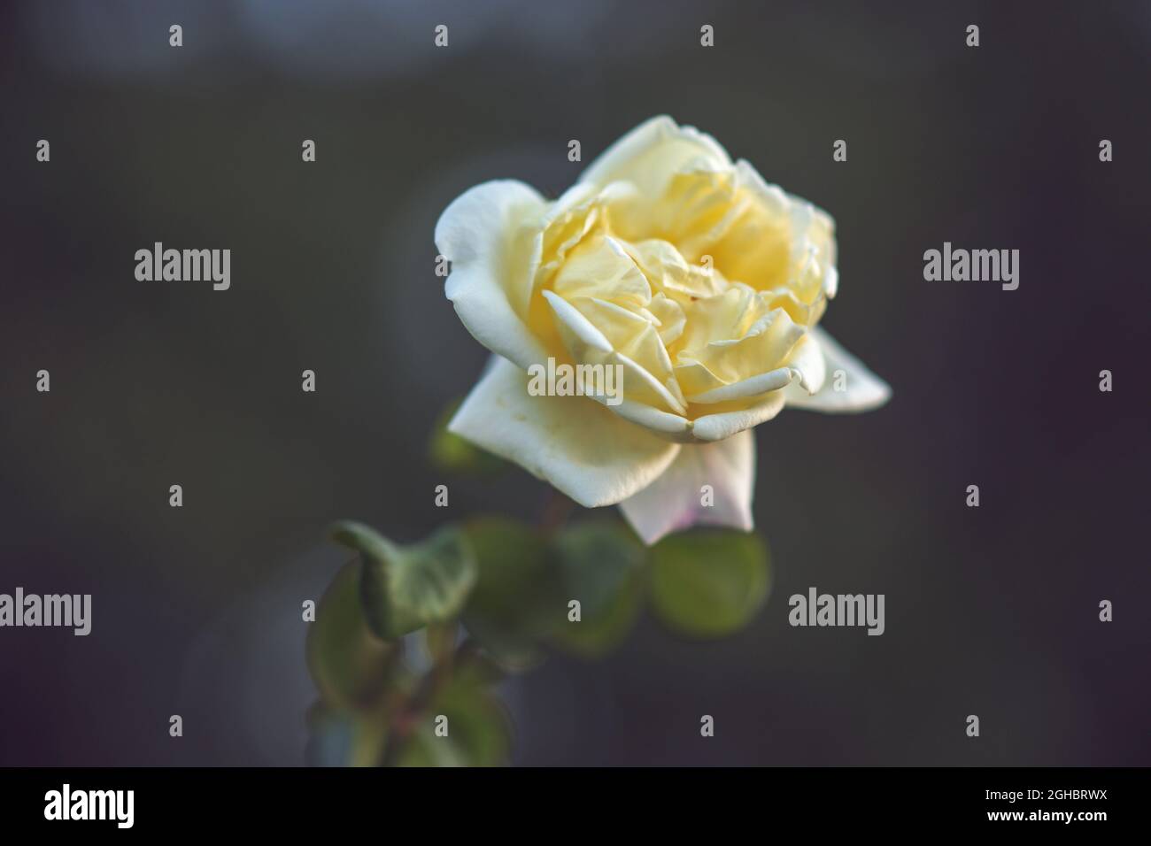 Pale yellow rose flower grow in dark summer garden Stock Photo - Alamy