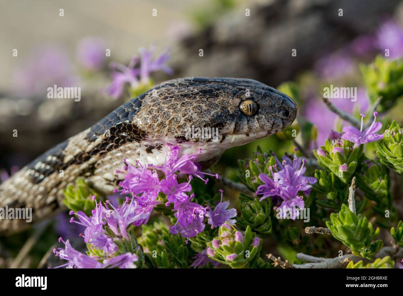 Close-up of European Cat Snake, or Soosan Snake, Telescopus fallax, on ...