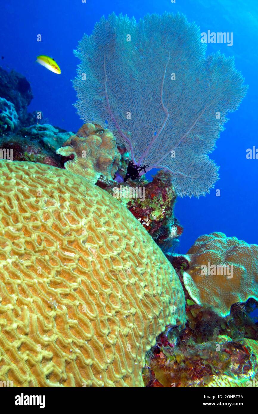 Brain Coral, Coral Reef, Caribbean Sea, Playa Giron, Cuba, America ...