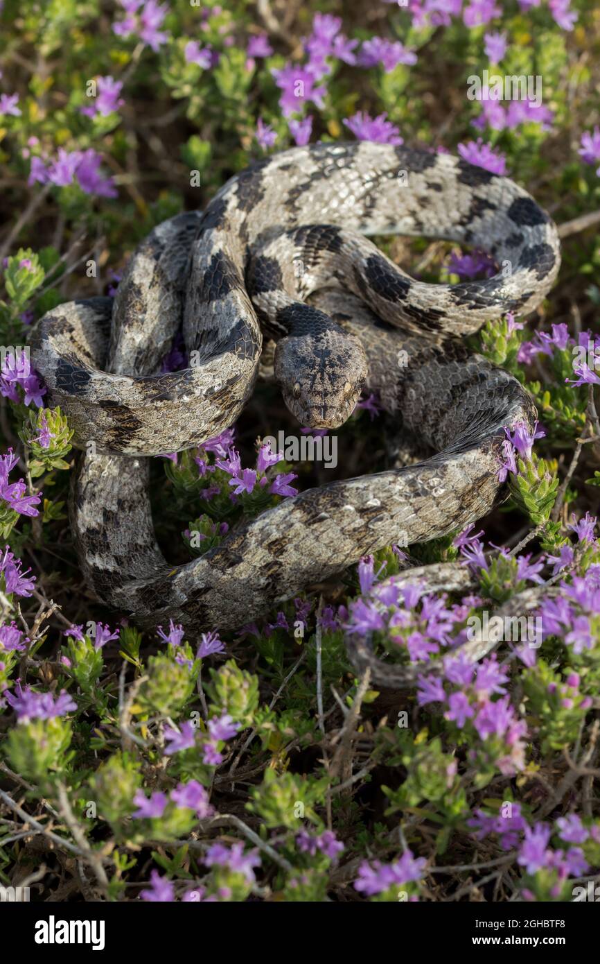 A European Cat Snake, or Soosan Snake, Telescopus fallax, curled up on ...