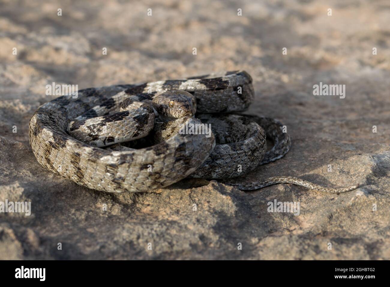 A European Cat Snake, or Soosan Snake, Telescopus fallax, curled up and ...