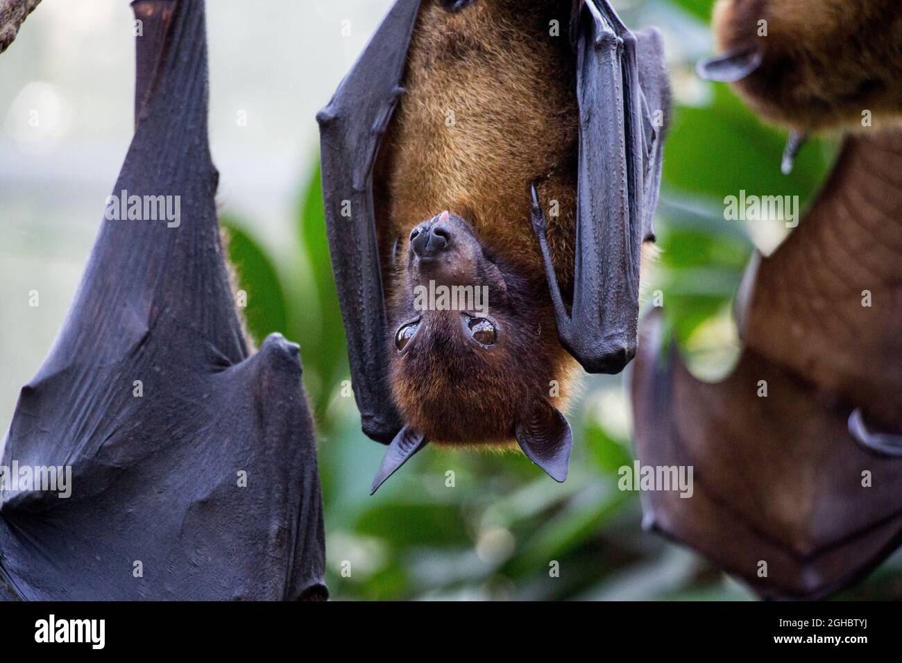 Flying fox hanging upside down Stock Photo - Alamy