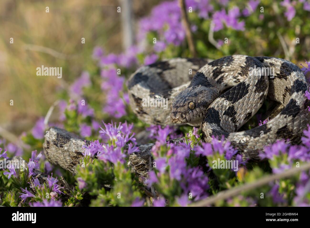 A European Cat Snake, or Soosan Snake, Telescopus fallax, curled up on ...