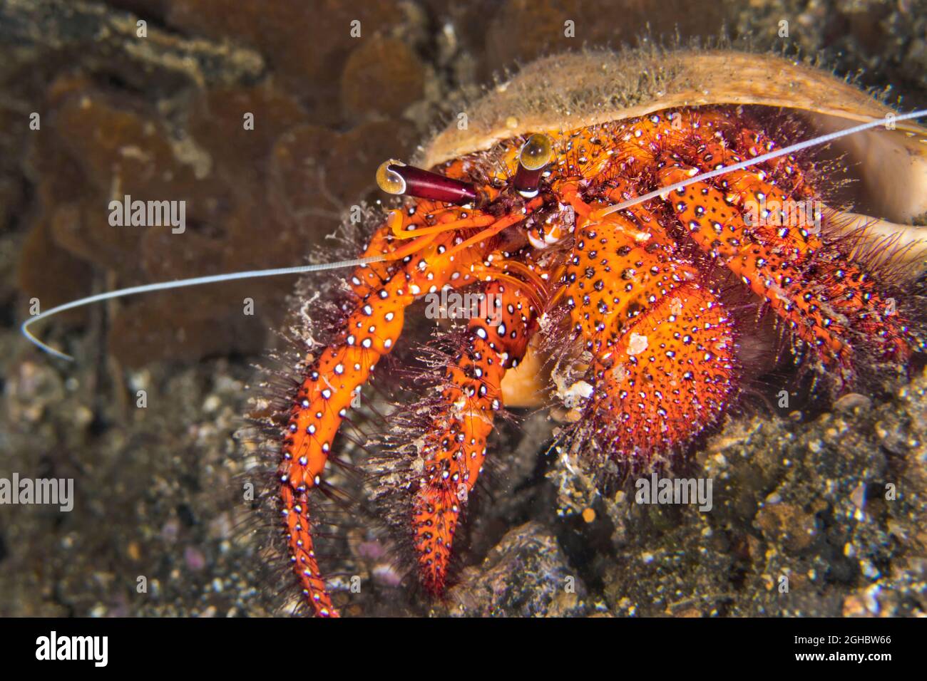 White Spotted Hermit Crab, Left-handed Hermit Crab, Dardanus megistos ...