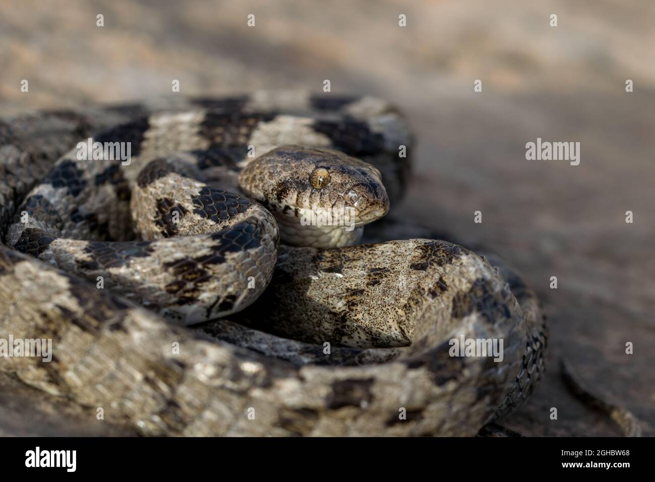 A European Cat Snake, or Soosan Snake, Telescopus fallax, curled up and ...