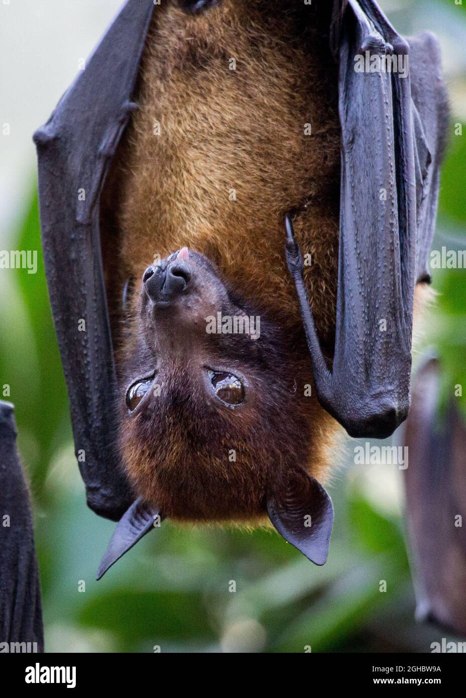 Closeup rodrigues flying fox hi-res stock photography and images - Alamy