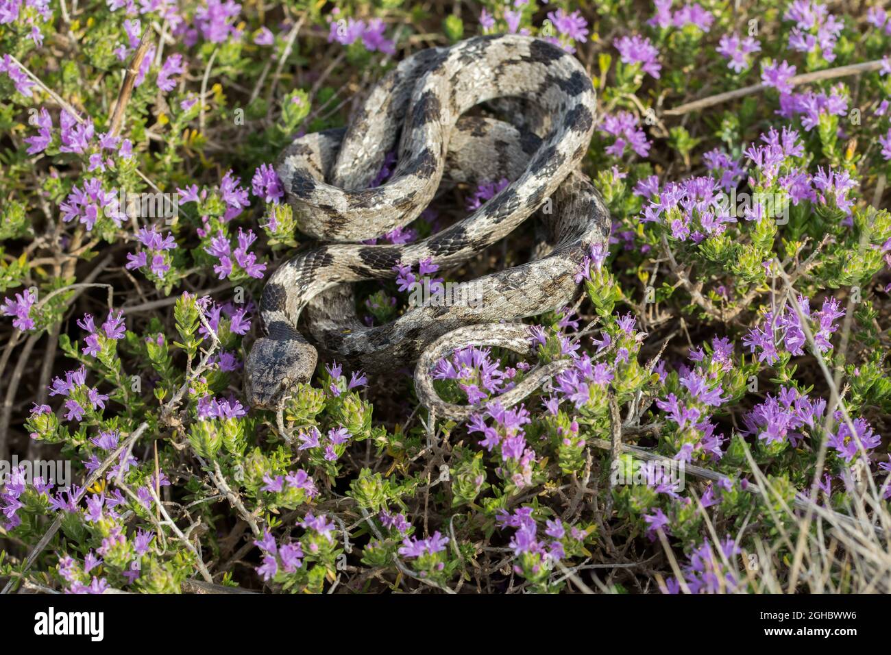 A European Cat Snake, or Soosan Snake, Telescopus fallax, curled up on ...
