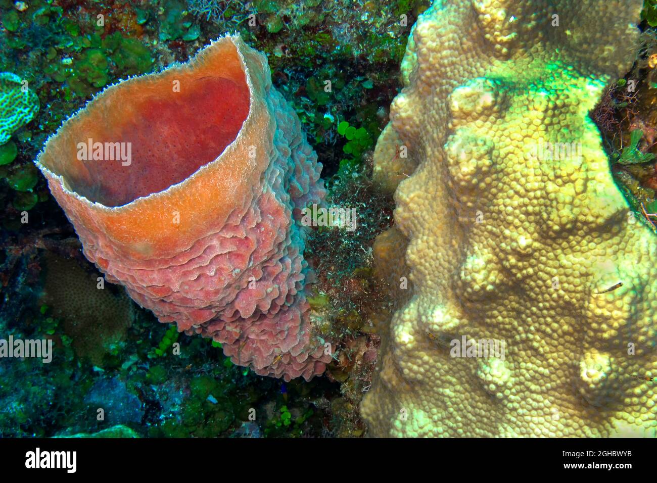 Giant tube sponge hi-res stock photography and images - Alamy