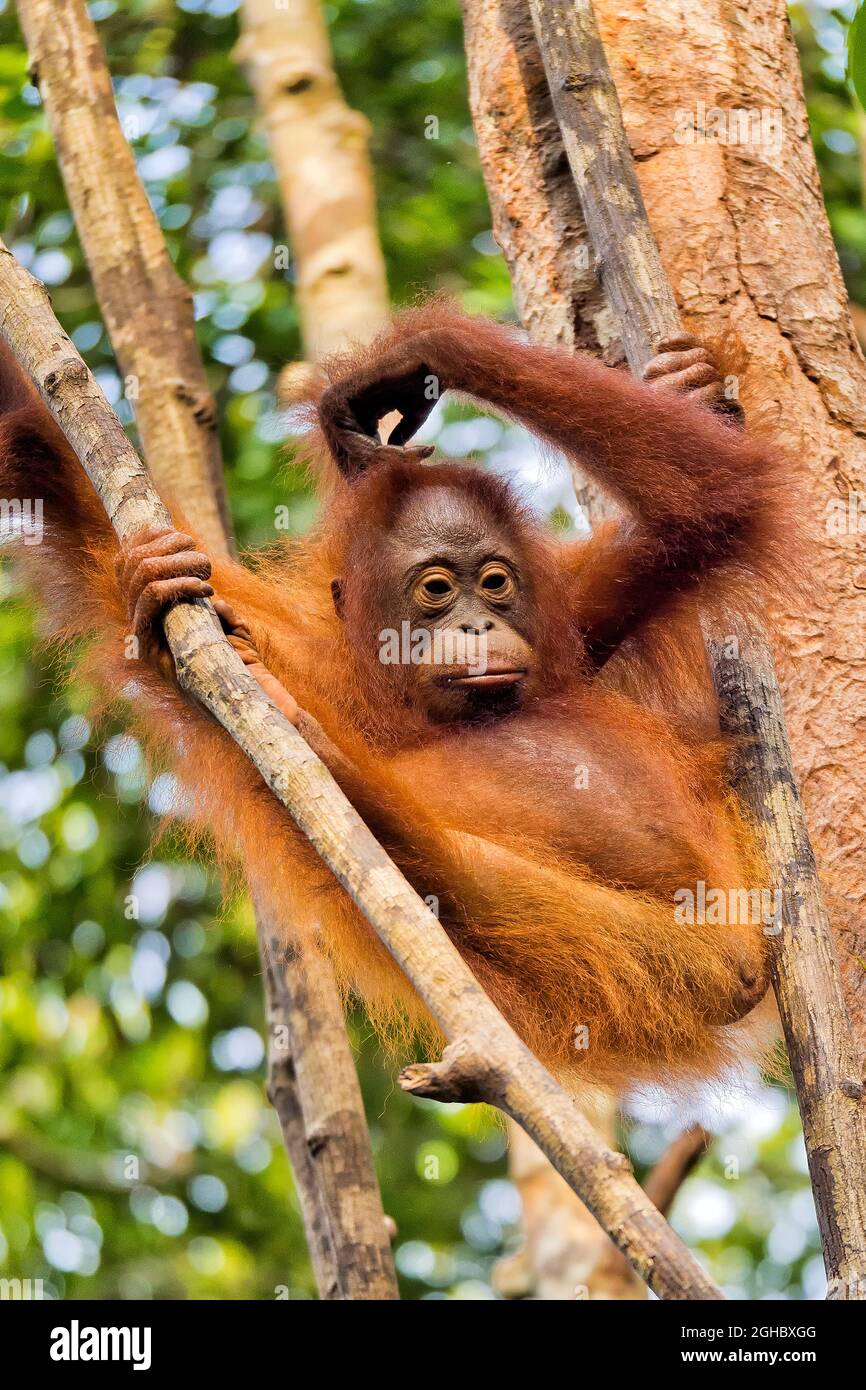Orangutan, Pongo pygmaeus, Tanjung Puting National Park, Borneo ...