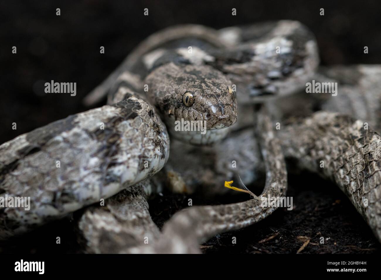 Grey cat snake hi-res stock photography and images - Alamy