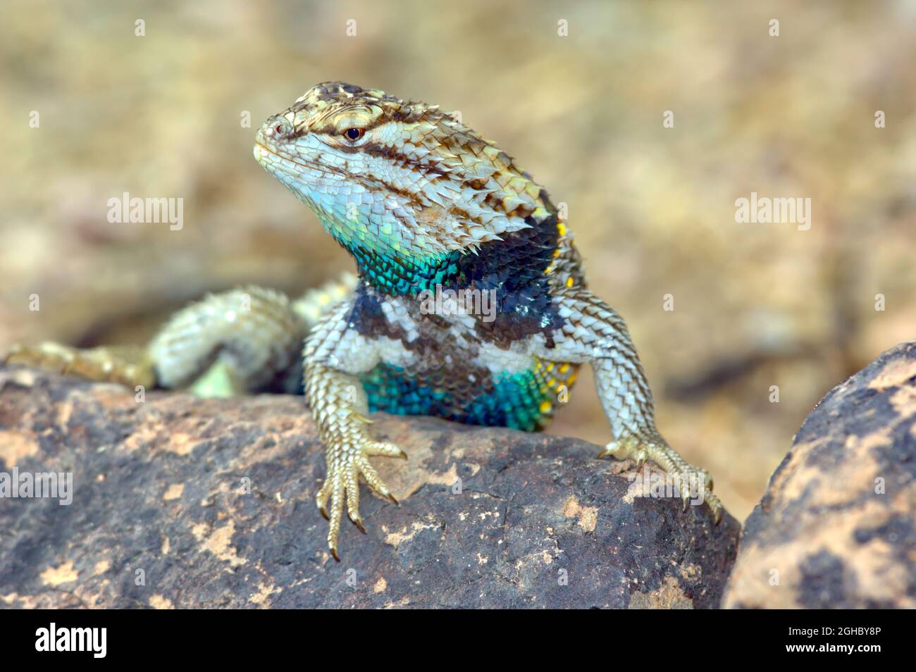 A colorful Desert Spiny Lizard native to Arizona warming up on a rock ...