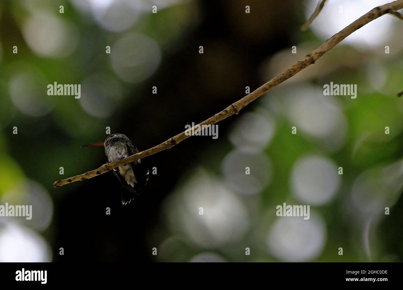 September 6, 2021: September 06, 2021.A pigeon hummingbird (Archilochus ...