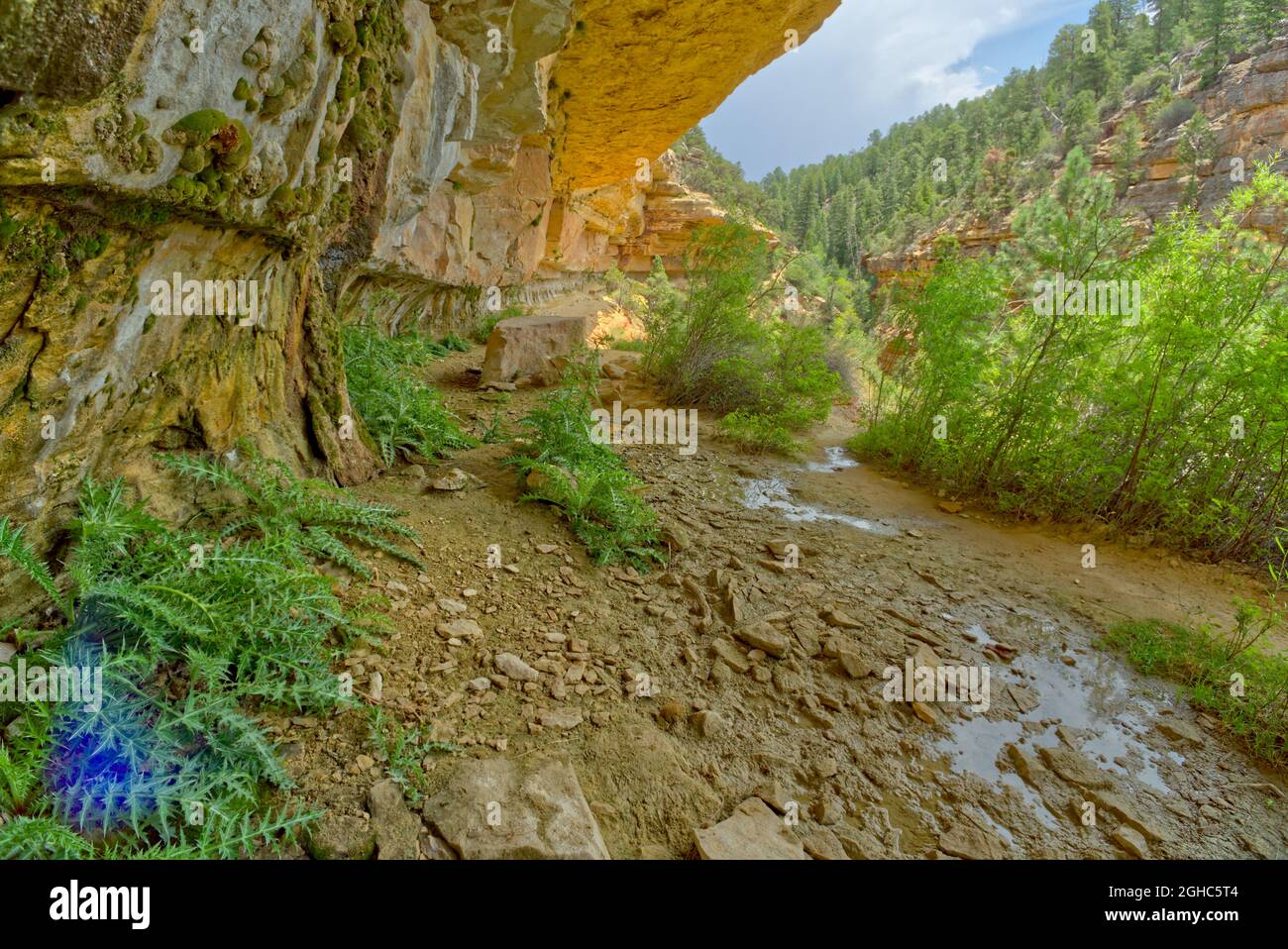 The dripping cliffs of Cliff Springs Trail at Grand Canyon North Rim ...