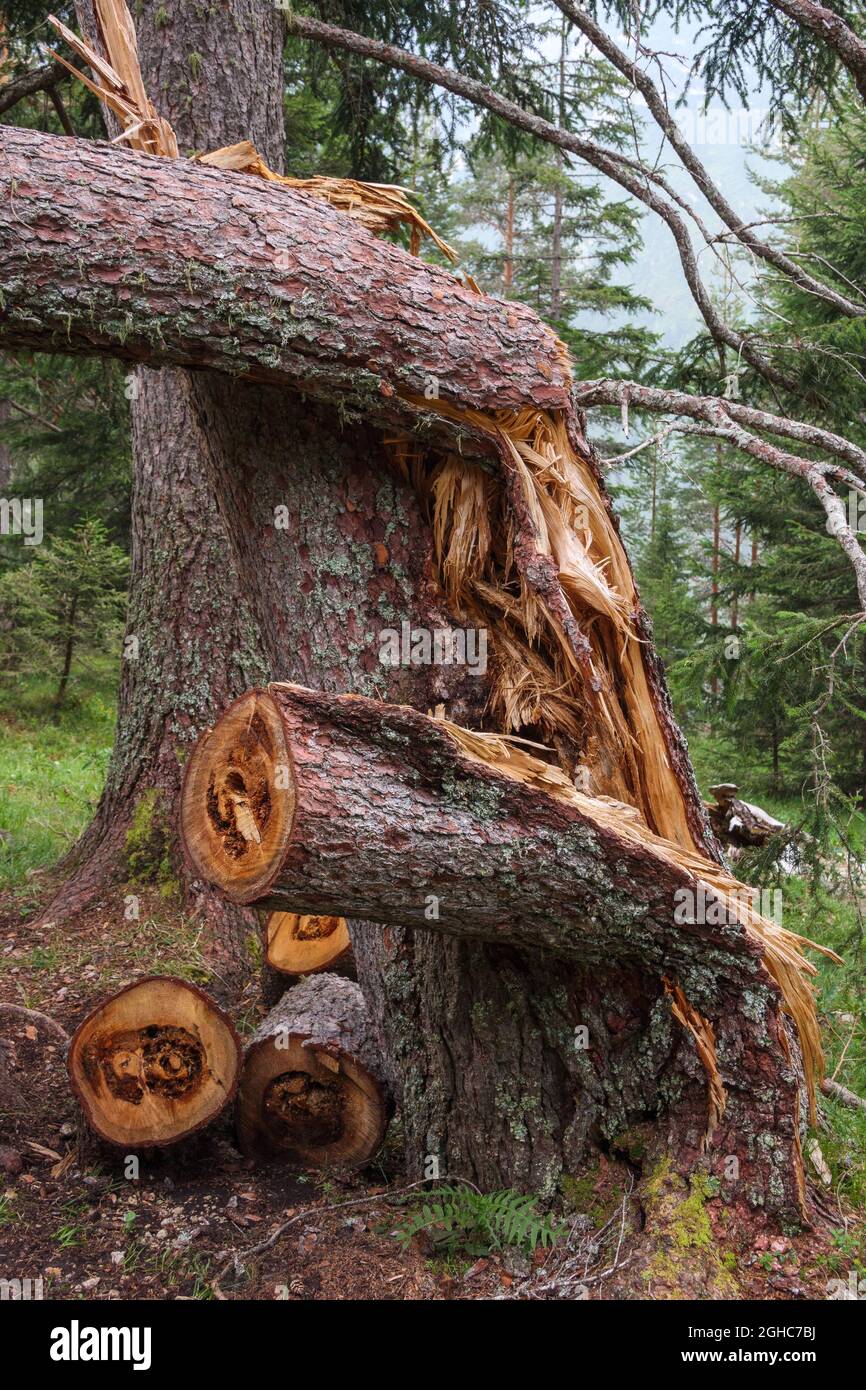 Sick spruce (Picea abies) broken trunk. Forest in the Dolomites ...