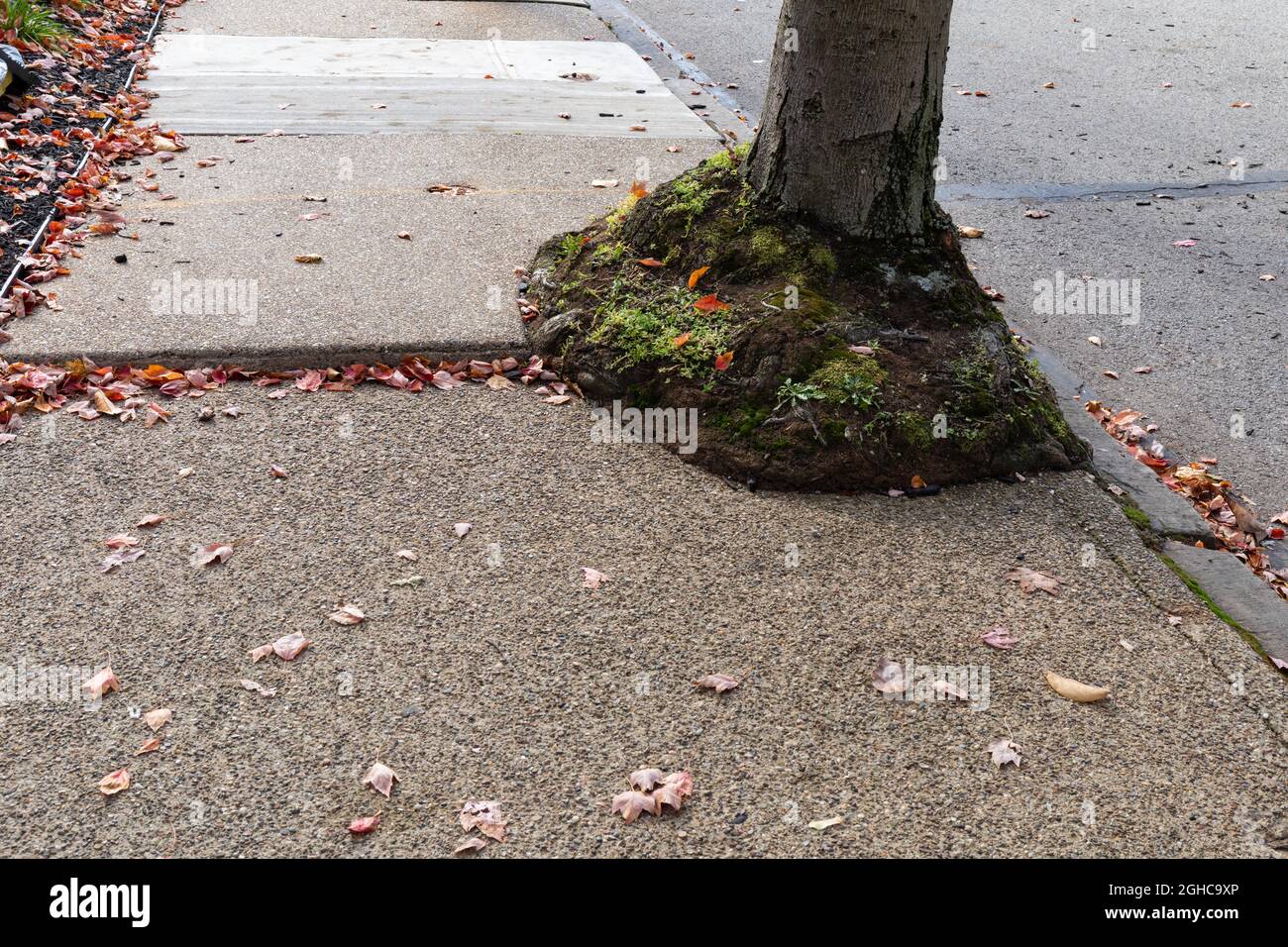 Tree Roots Sidewalk High Resolution Stock Photography and Images - Alamy