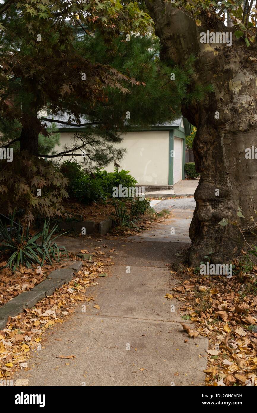 Tree roots sidewalk hi-res stock photography and images - Alamy