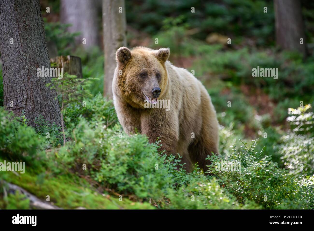 Wild Brown Bear (Ursus Arctos) in the summer forest. Animal in natural ...