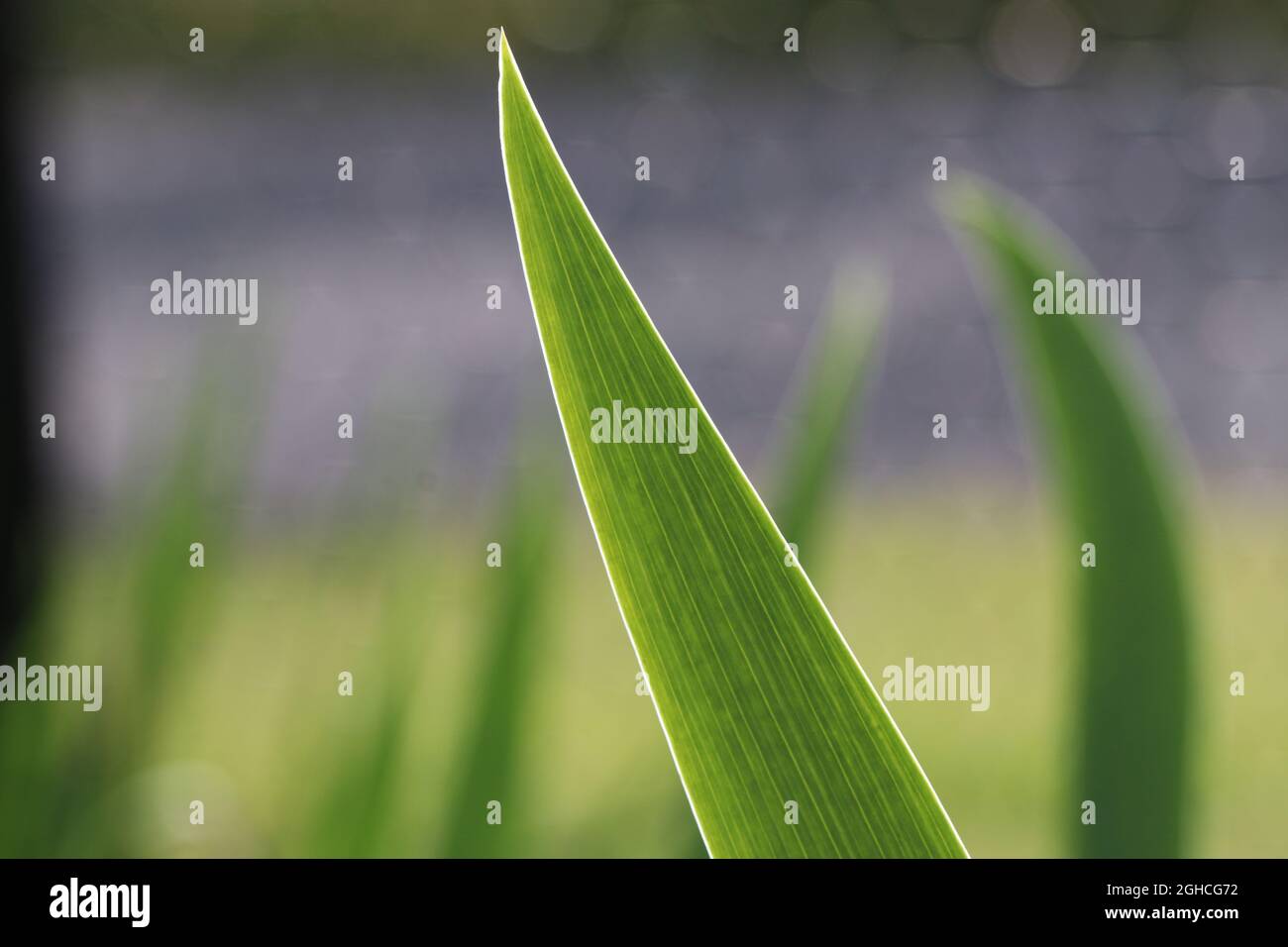 The edges of a blade of grass are highlighted in yellow by the Sun ...