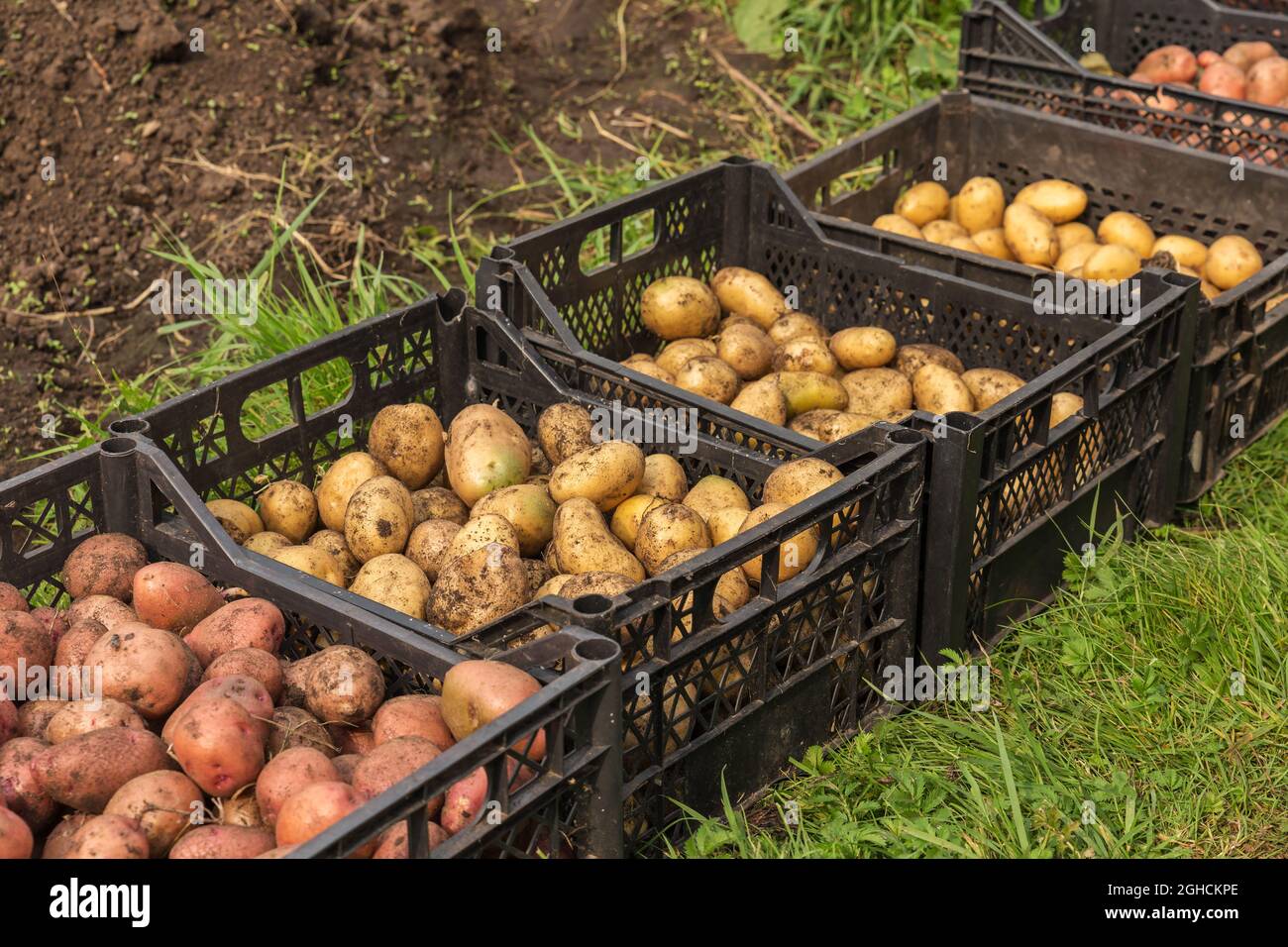 Fresh raw potatoes in plastic boxes. Harvesting potatoes Stock Photo ...