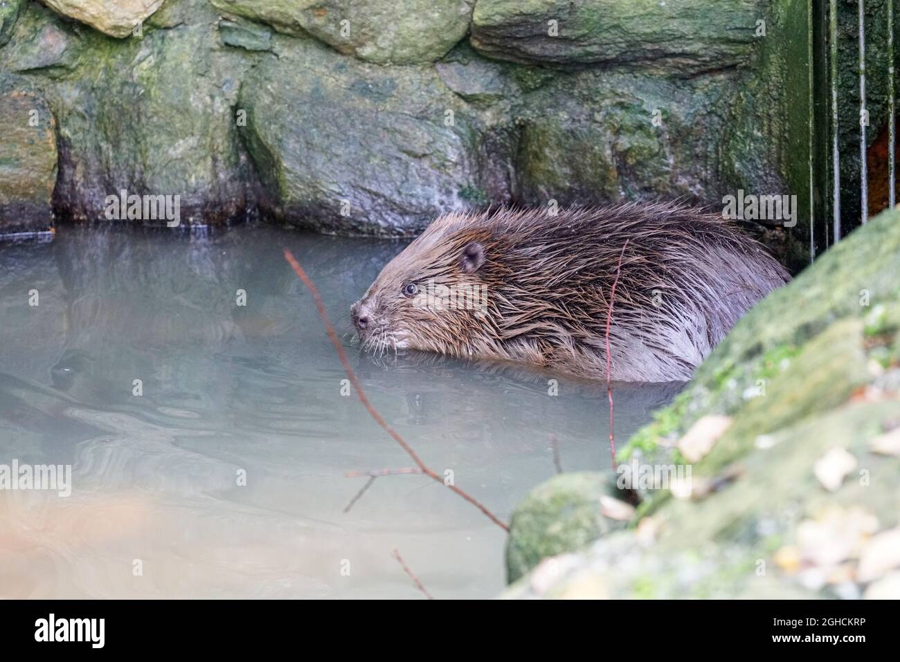 Common beaver swimming in the water on the background of a stone wall ...