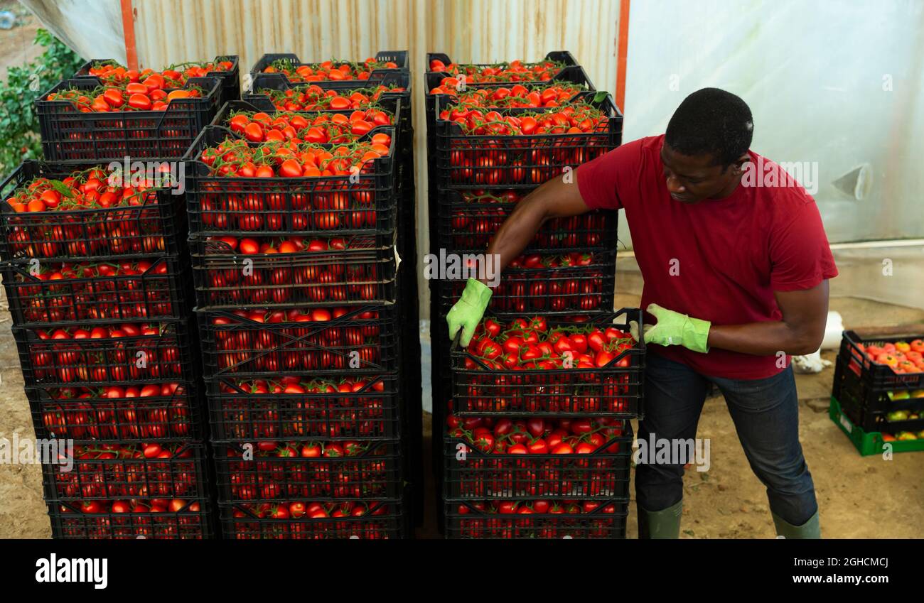 Focused african american gardener working in greenhouse vegetable store ...
