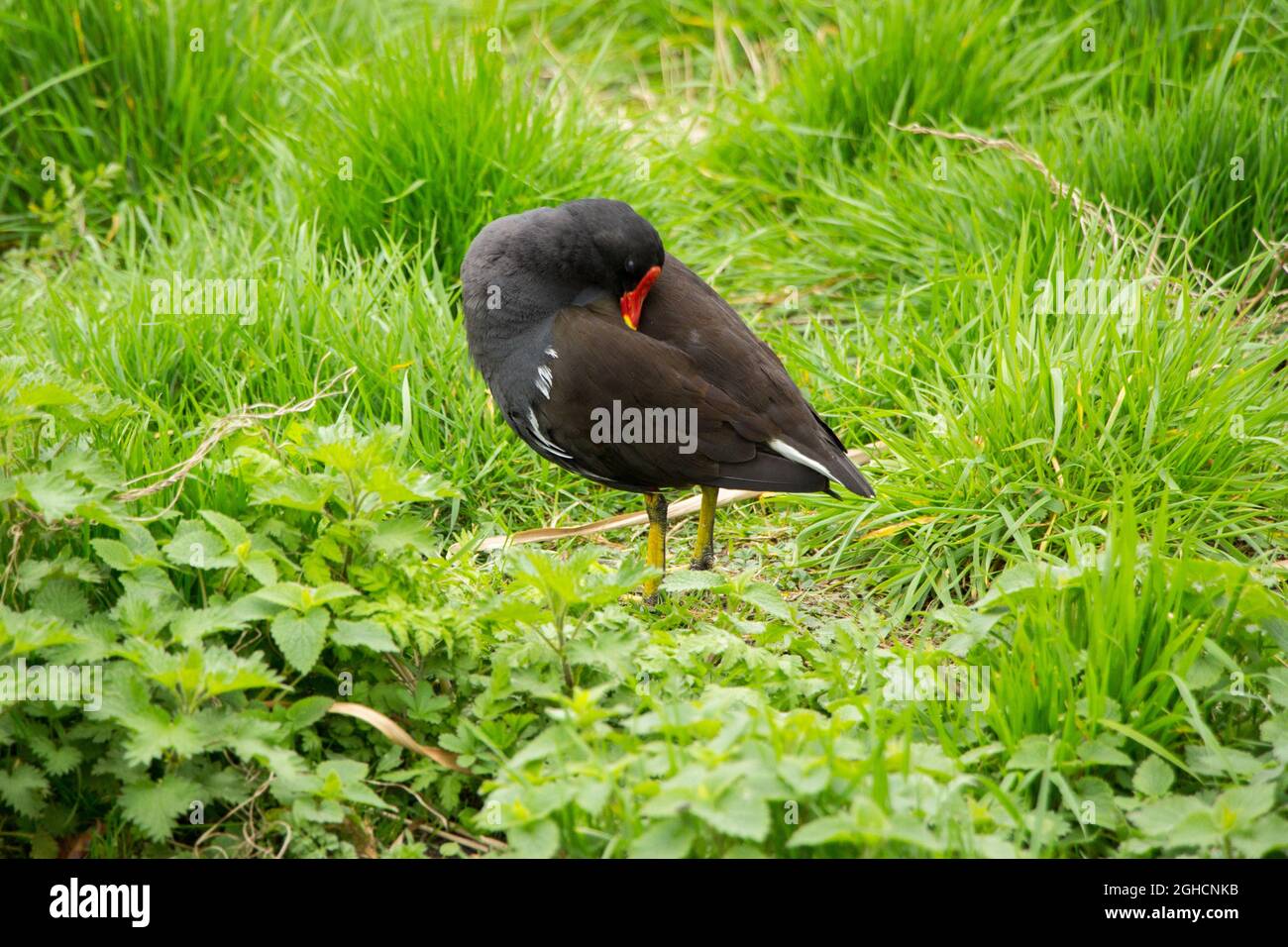 Female moorhen hi-res stock photography and images - Alamy