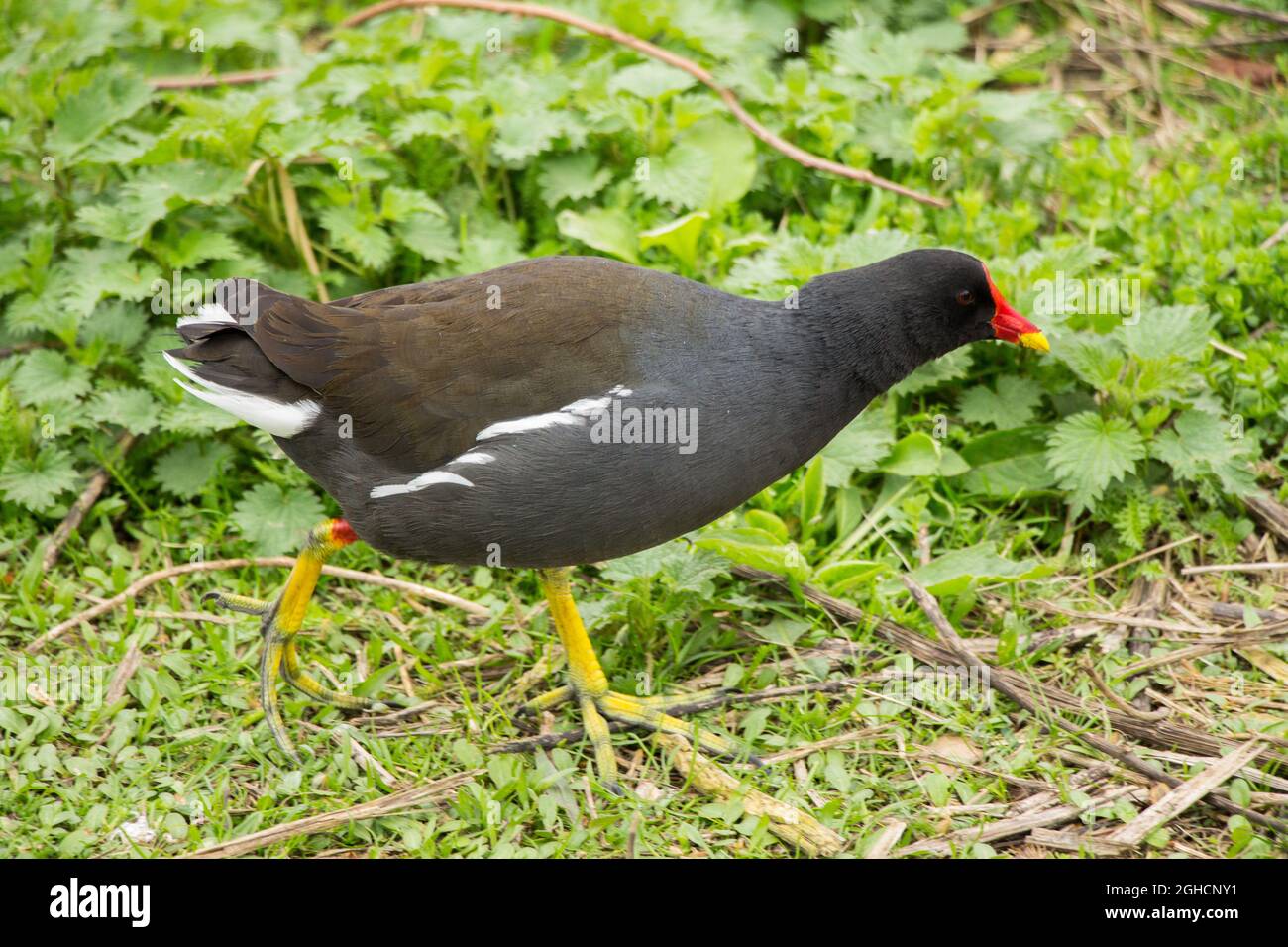 Moorhen preening its feathers hi-res stock photography and images - Alamy