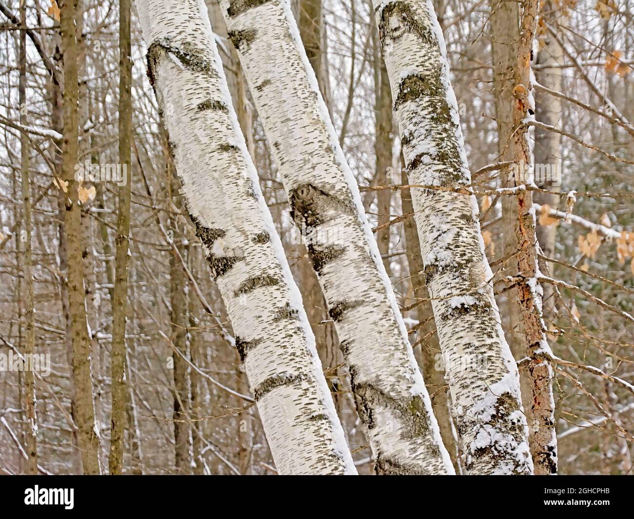 Three silver birch tree hi-res stock photography and images - Alamy