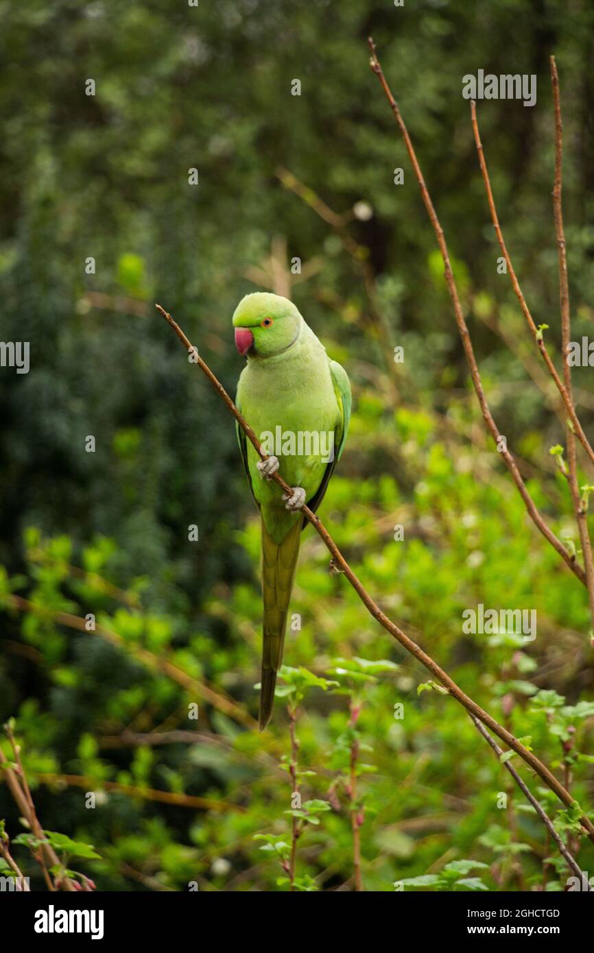 Neck banded parakeet sitting on a branch Stock Photo - Alamy