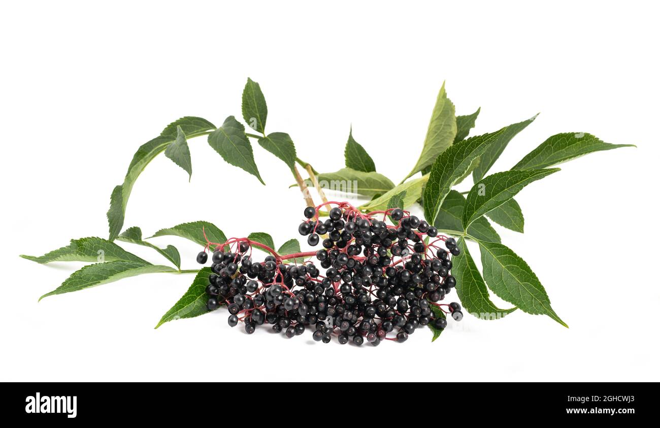 Elderberry Branch with berries isolated on white background Stock Photo ...