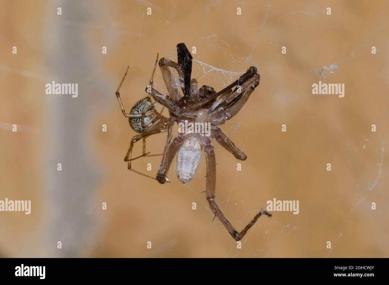 Common House Spider, Parasteatoda tepidariorum, female feeding on ...