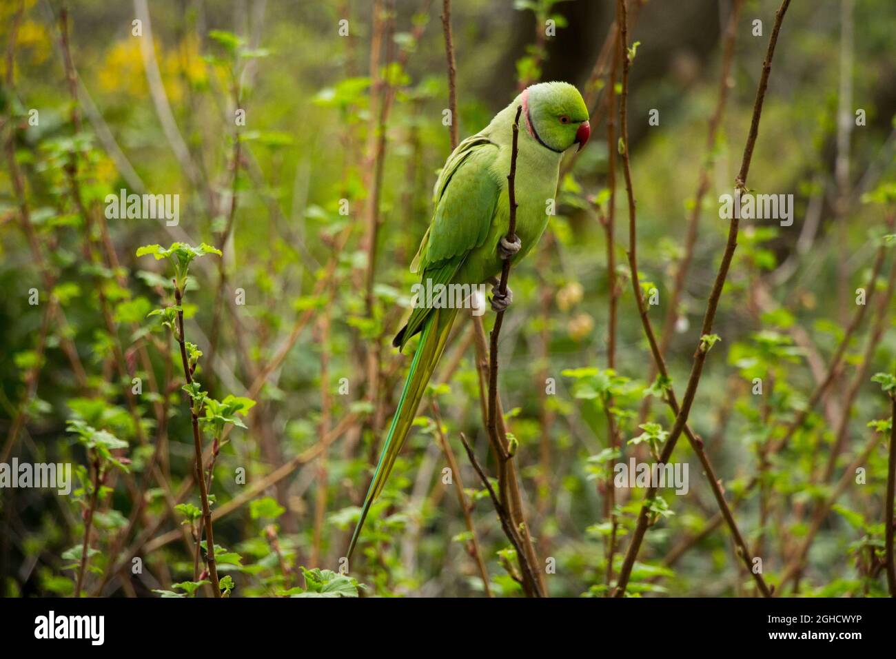 Neck banded parakeet sitting on a branch Stock Photo - Alamy