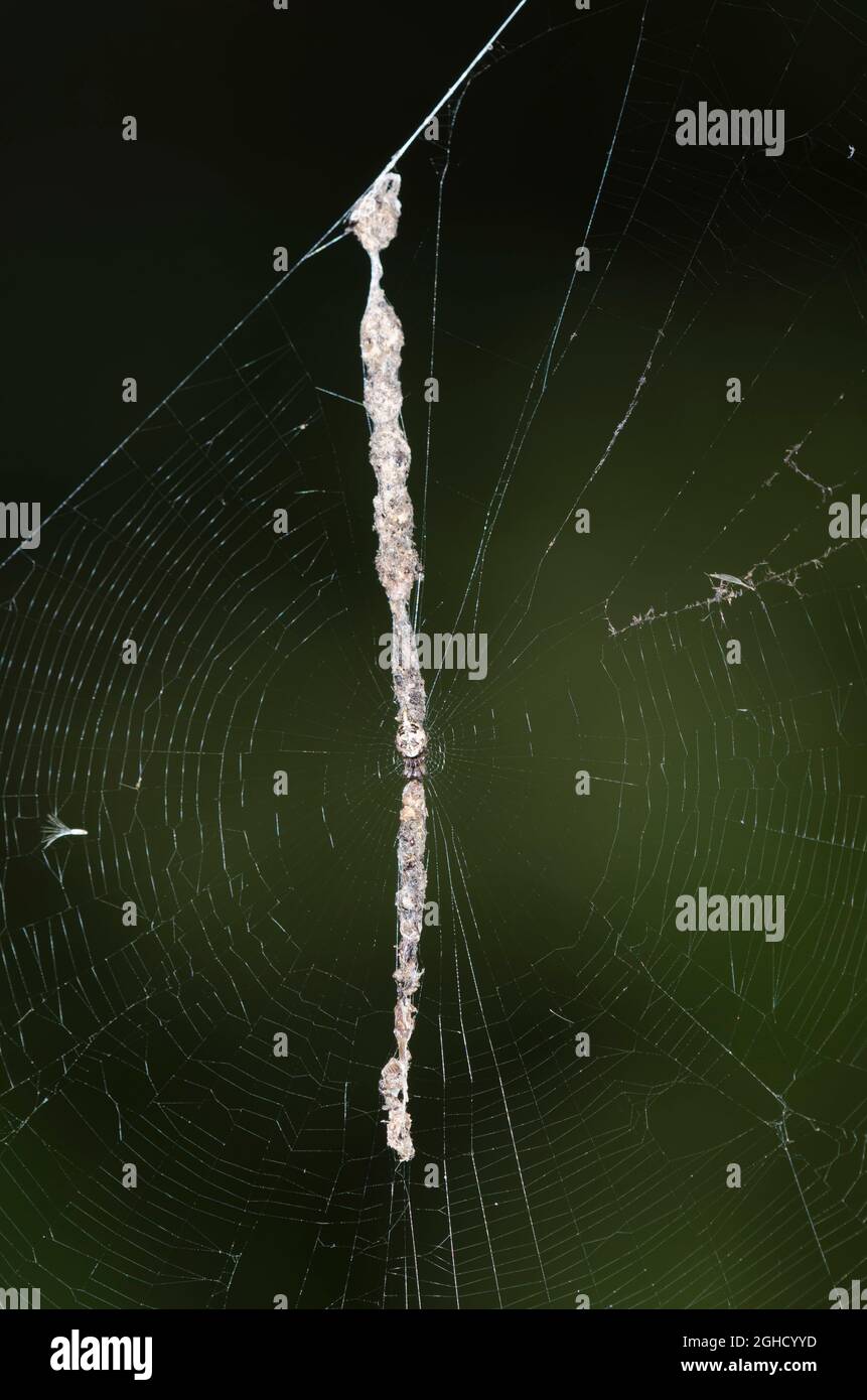 Trashline High Resolution Stock Photography and Images - Alamy