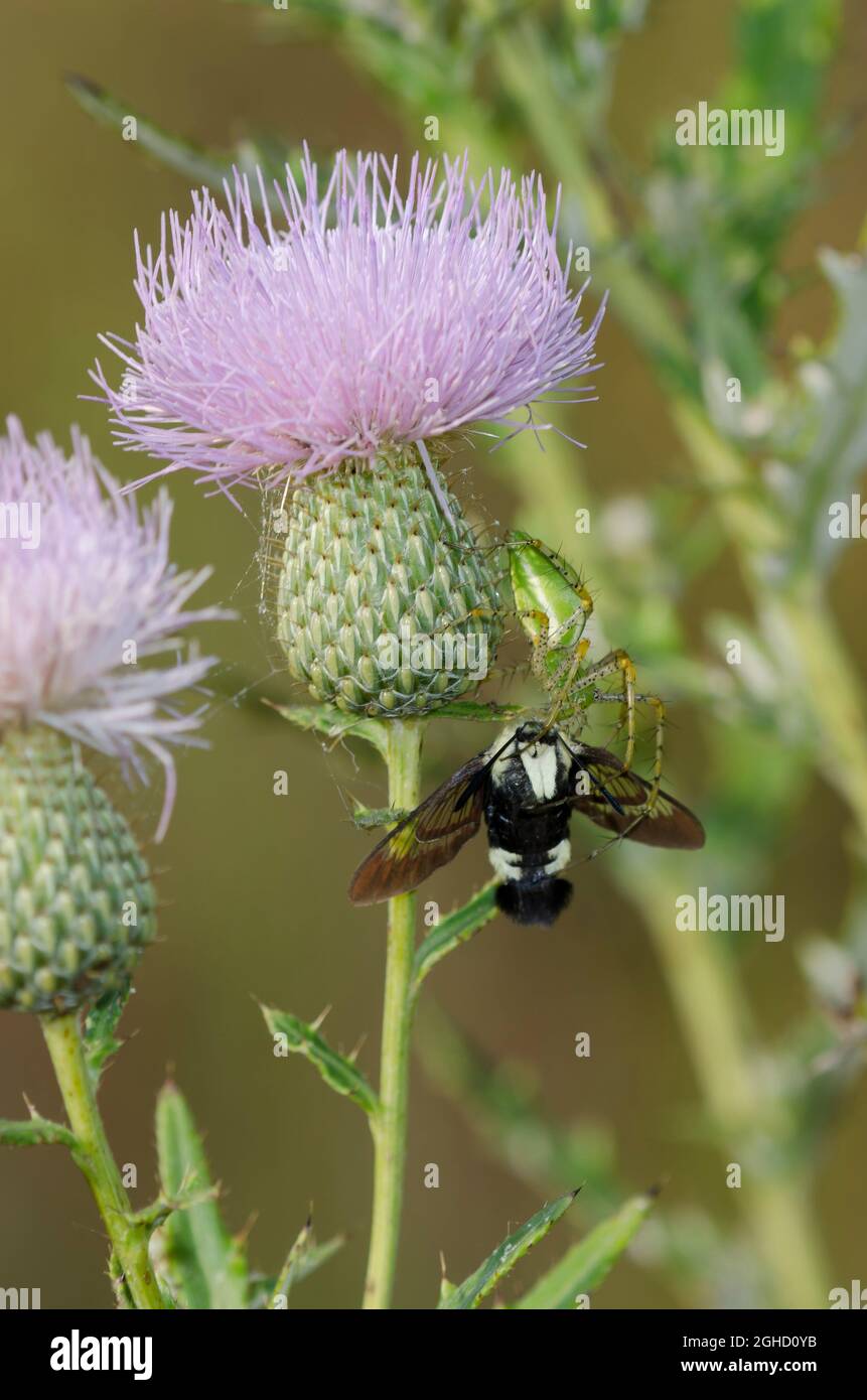 Dead lynx spider hi-res stock photography and images - Alamy