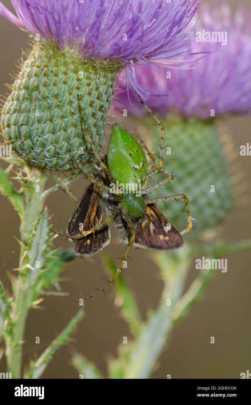 Dead lynx spider hi-res stock photography and images - Alamy