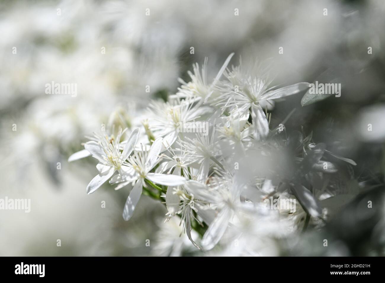 Clematis paniculata - Clematis terniflora - Autumn Clematis - sweet ...