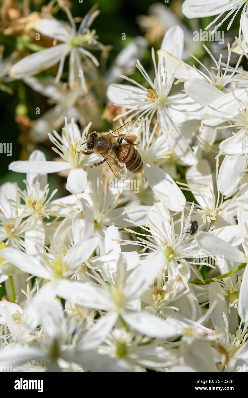 Clematis paniculata - Clematis terniflora - Autumn Clematis - sweet ...