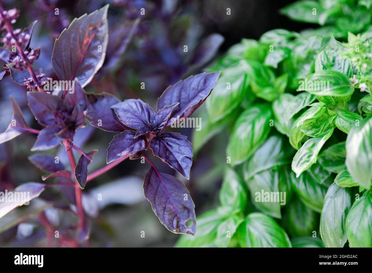 Fresh basil in an herb garden - close up of Ocimum basilicum flowering ...