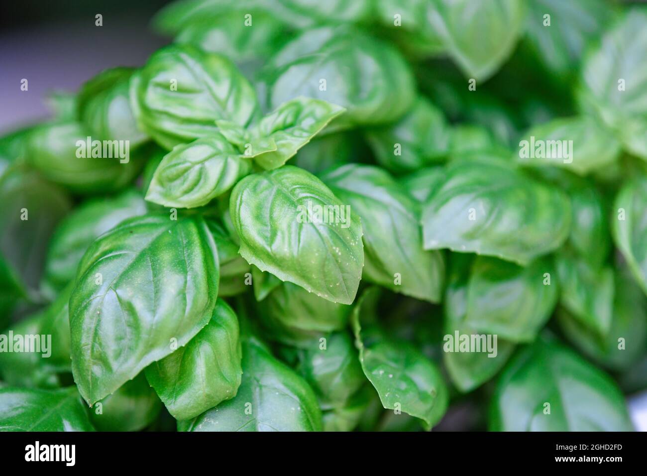 Fresh basil in an herb garden - close up of Ocimum basilicum flowering ...