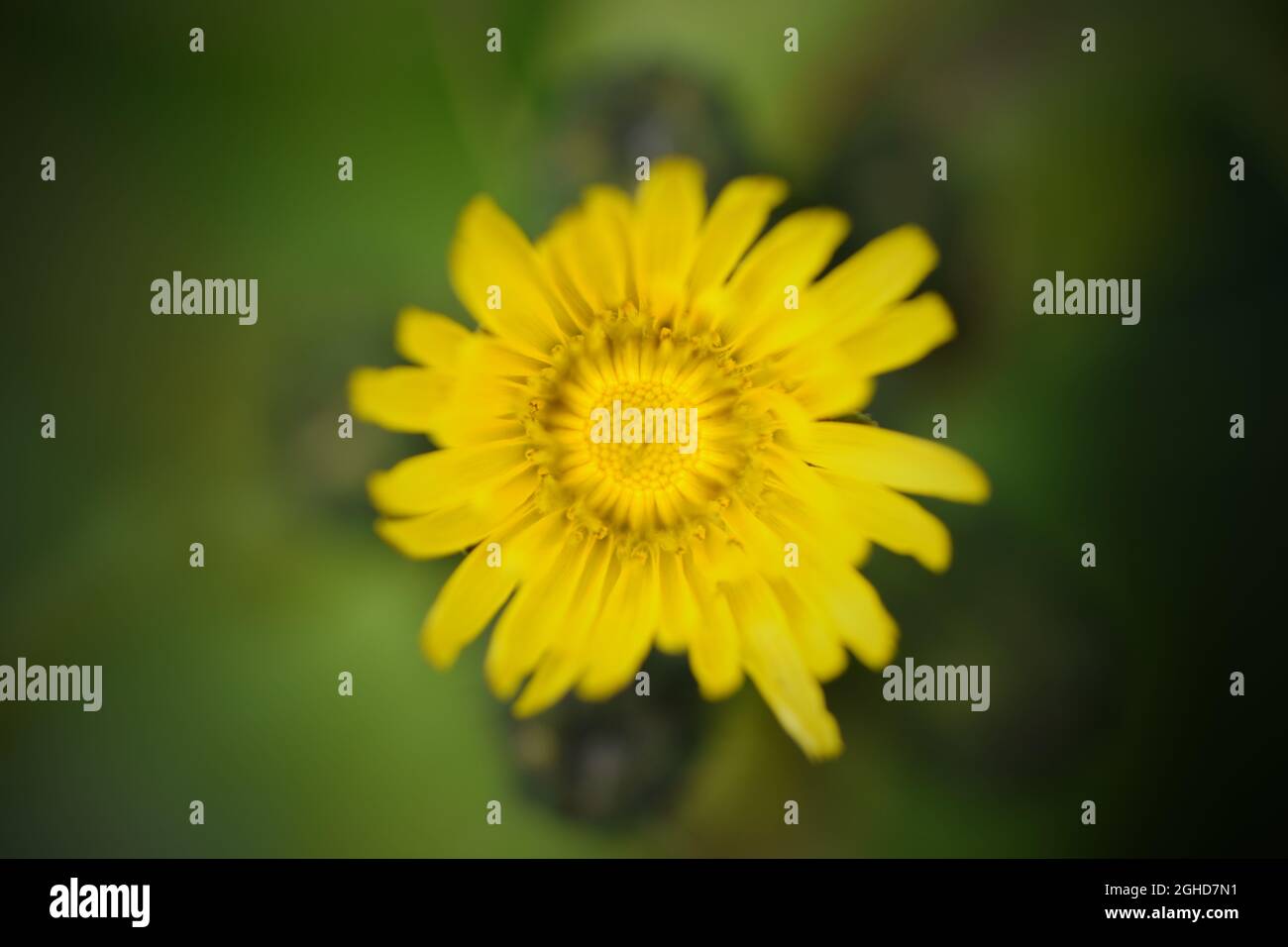 Giant leopards bane hi-res stock photography and images - Alamy