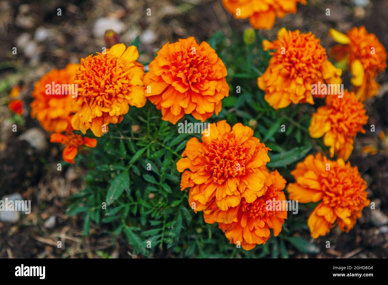 Beautiful marigold flowers hi-res stock photography and images - Alamy