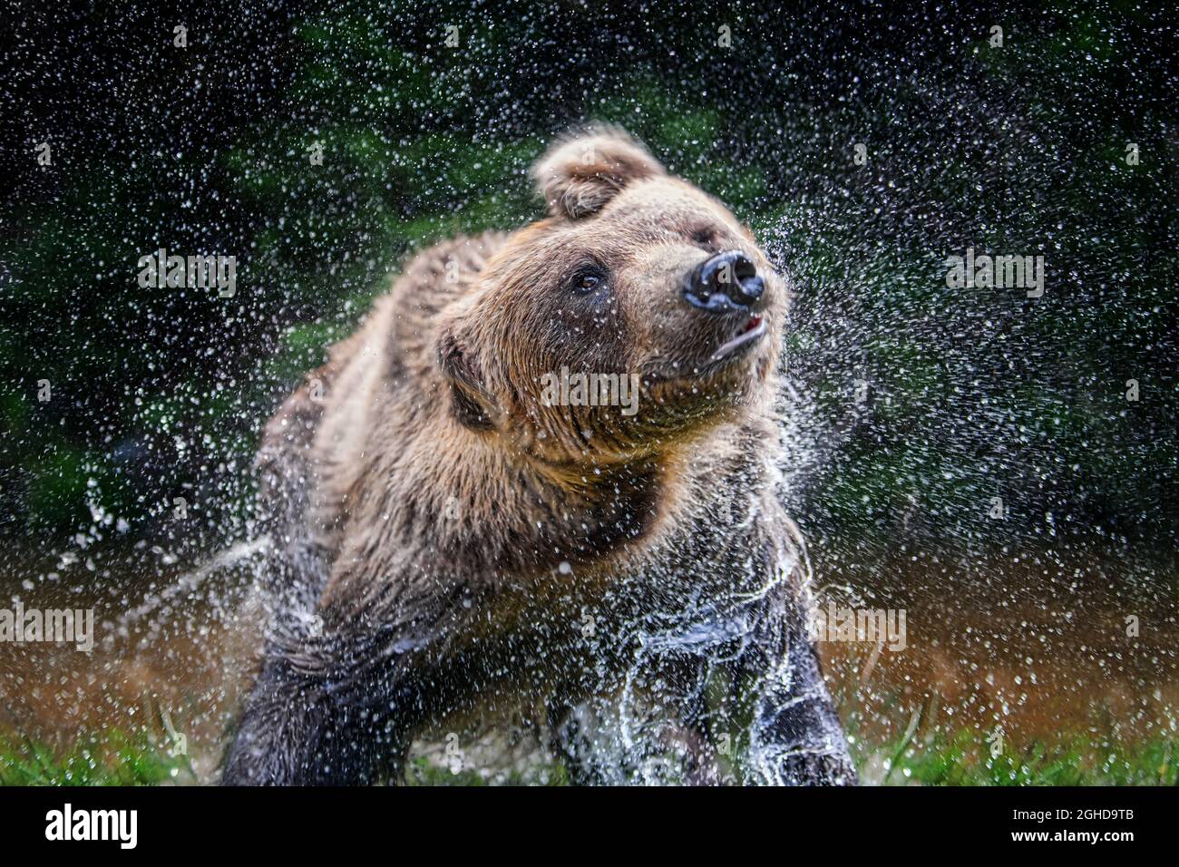 Wild Brown Bear (Ursus Arctos) splashing on pond in the summer forest. Shaking Spray, shakes off ...