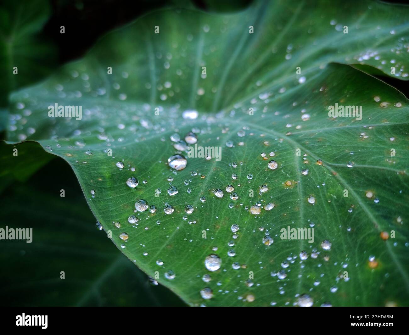 Close up shot of a green leaf with rain drops Stock Photo - Alamy